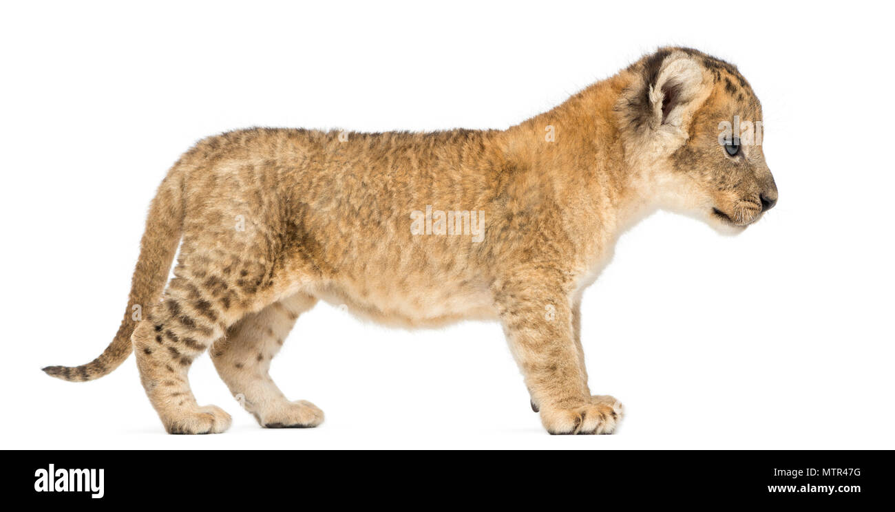 Side view of a Lion cub standing, 16 days old, isolated on white Stock ...