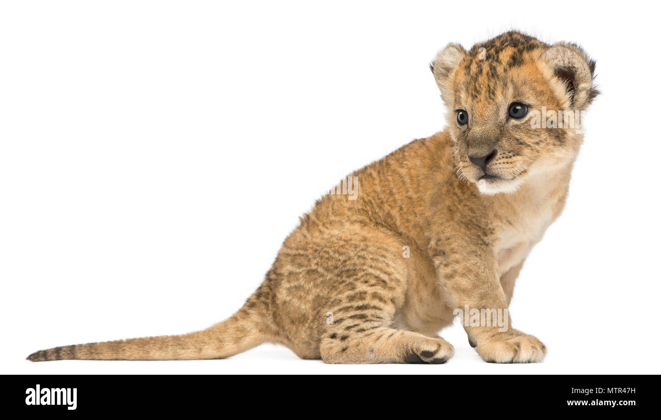 Side view of a Lion cub sitting, looking backwards, 16 days old ...