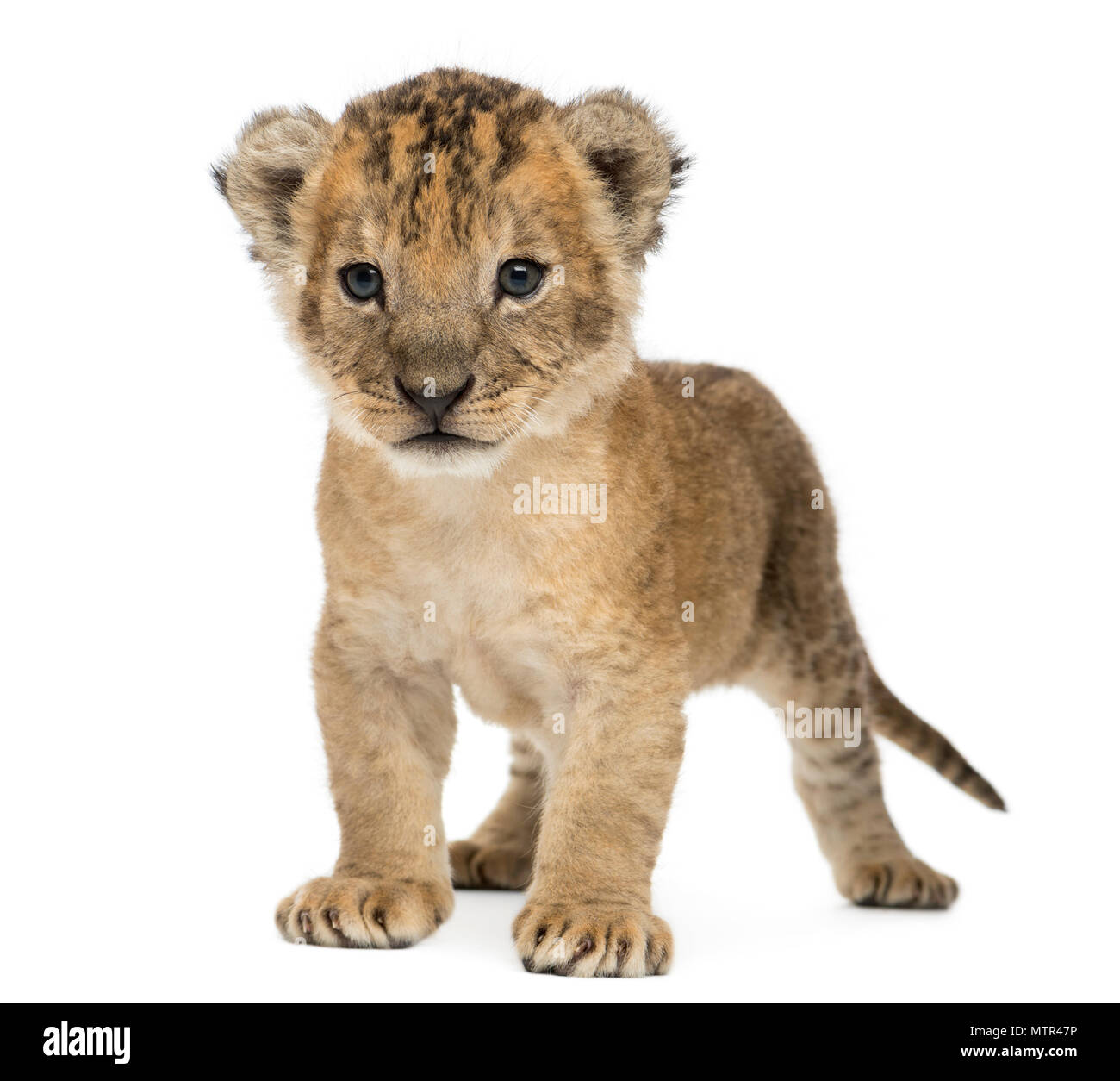 Lion cub standing facing hi-res stock photography and images - Alamy
