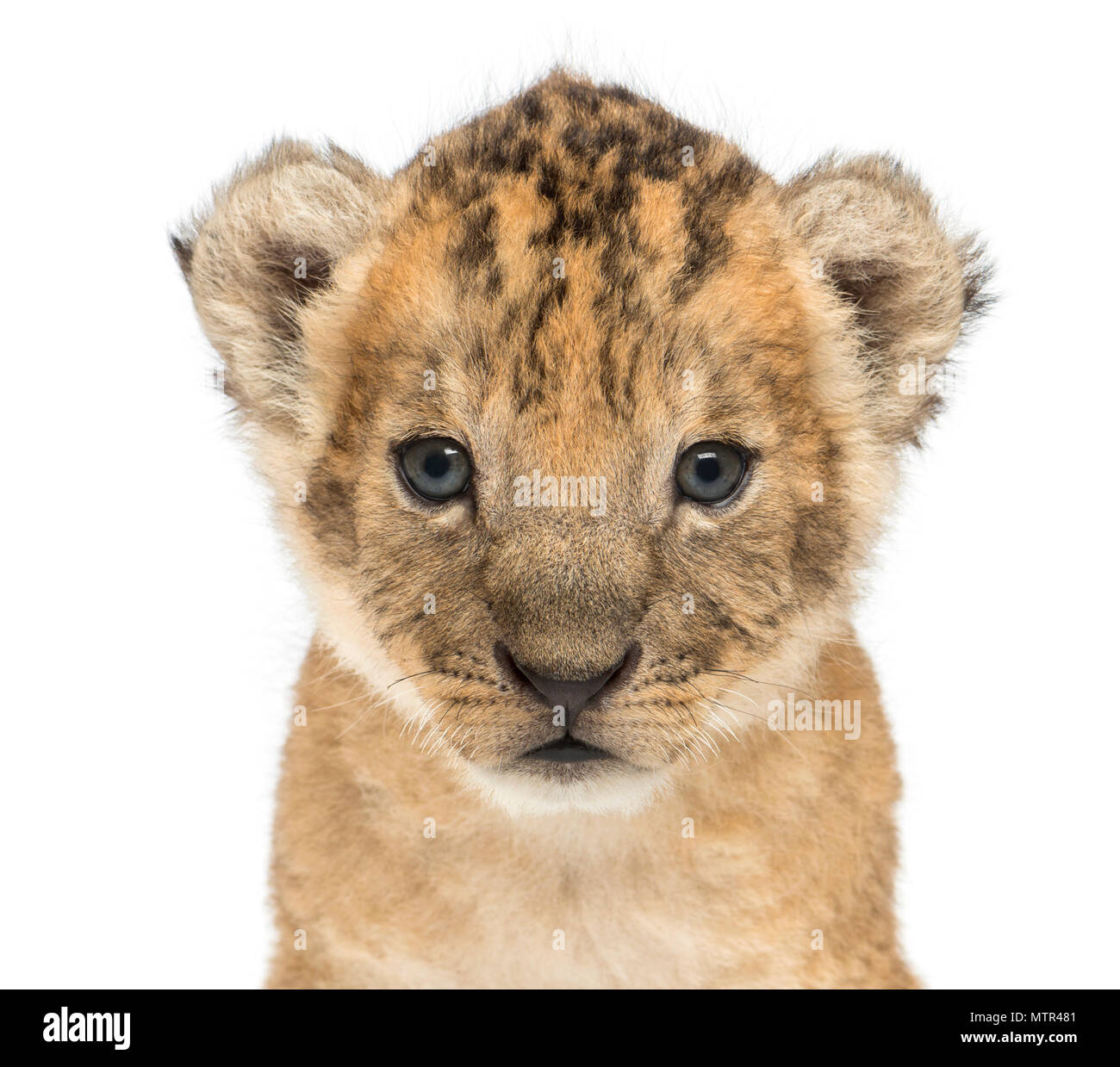 Days old lion cub hi-res stock photography and images - Alamy