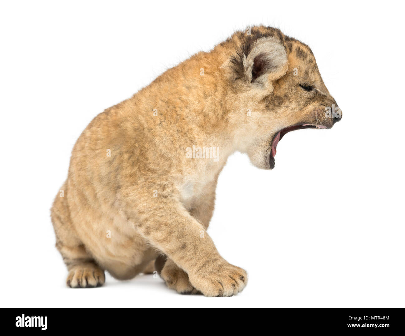 Lion Cub Roaring