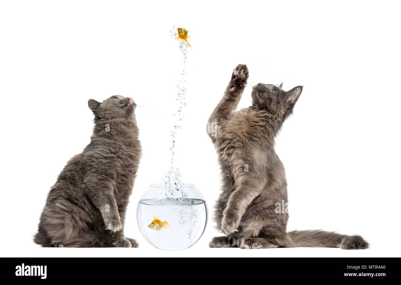 Two fish bowl hi-res stock photography and images - Alamy