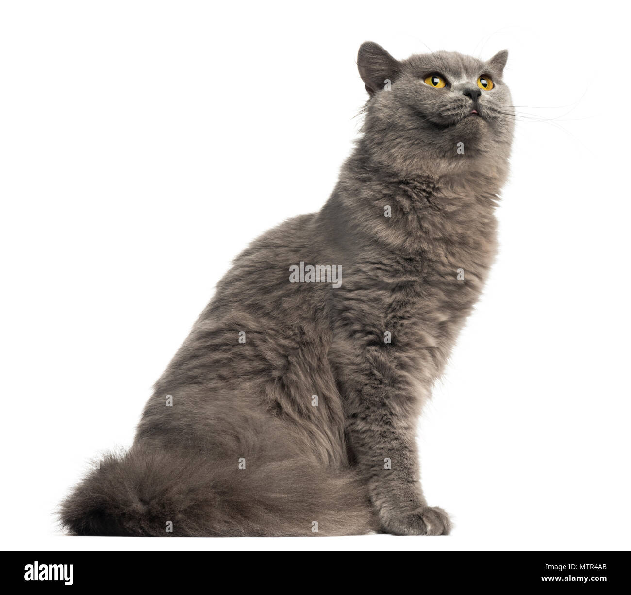 Grey longhair cat looking out hi-res stock photography and images - Alamy