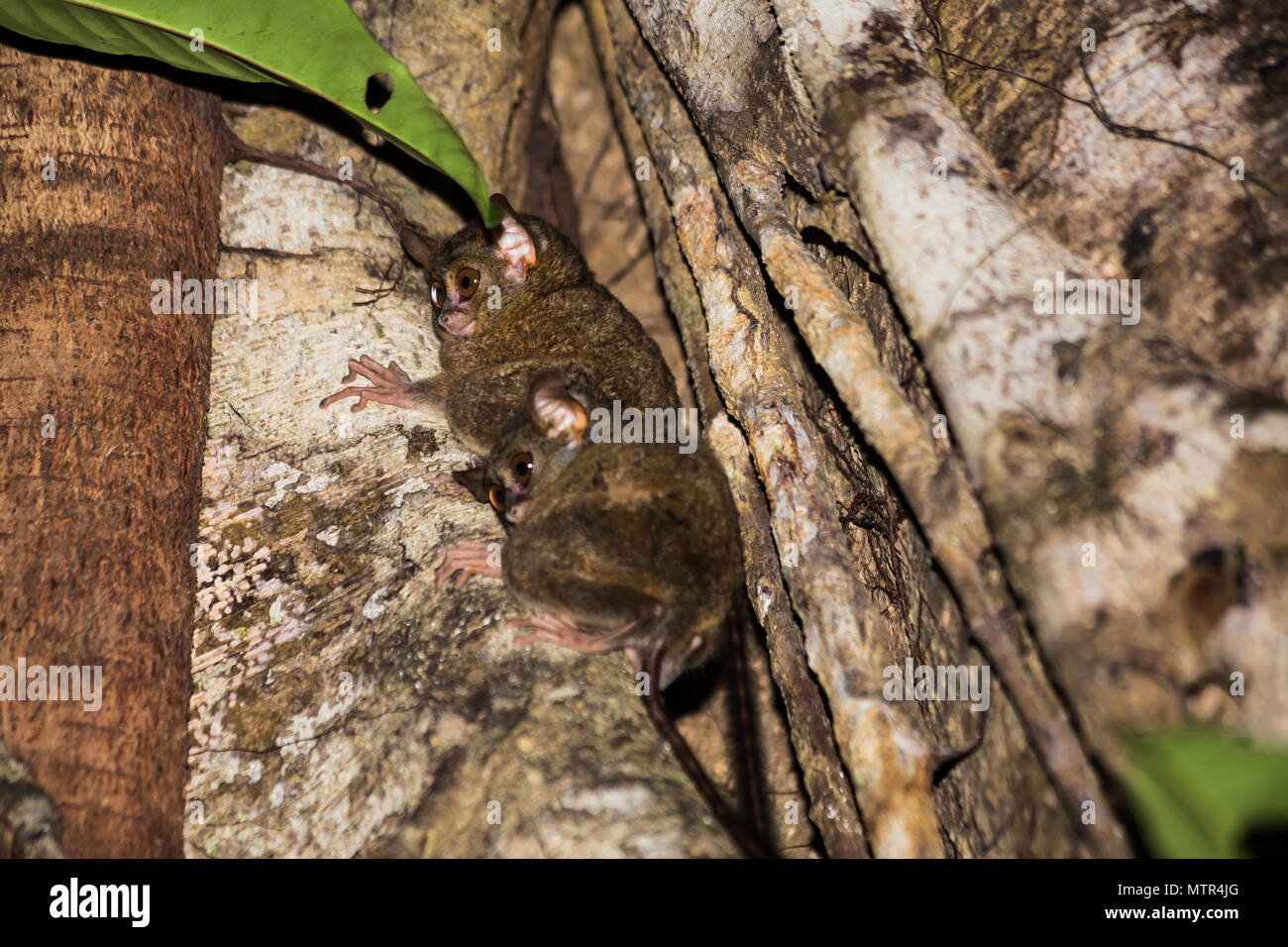 koboldmaki, tarsius tarsier, indonesia, sulawesi Stock Photo - Alamy