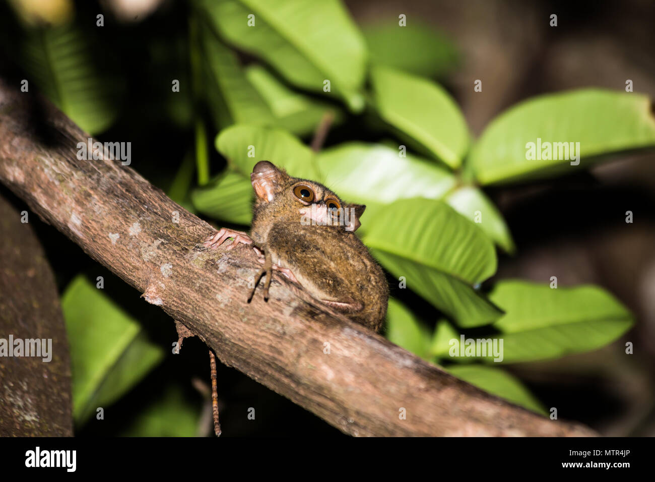 Koboldmaki hi-res stock photography and images - Alamy