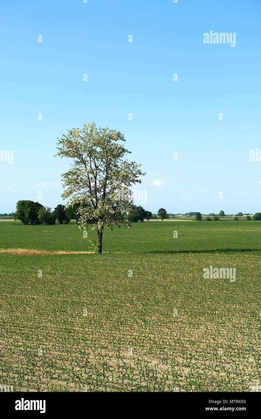 San Nicolò Po (Mn),Italy, a acacia tree in a cultivated field Stock ...