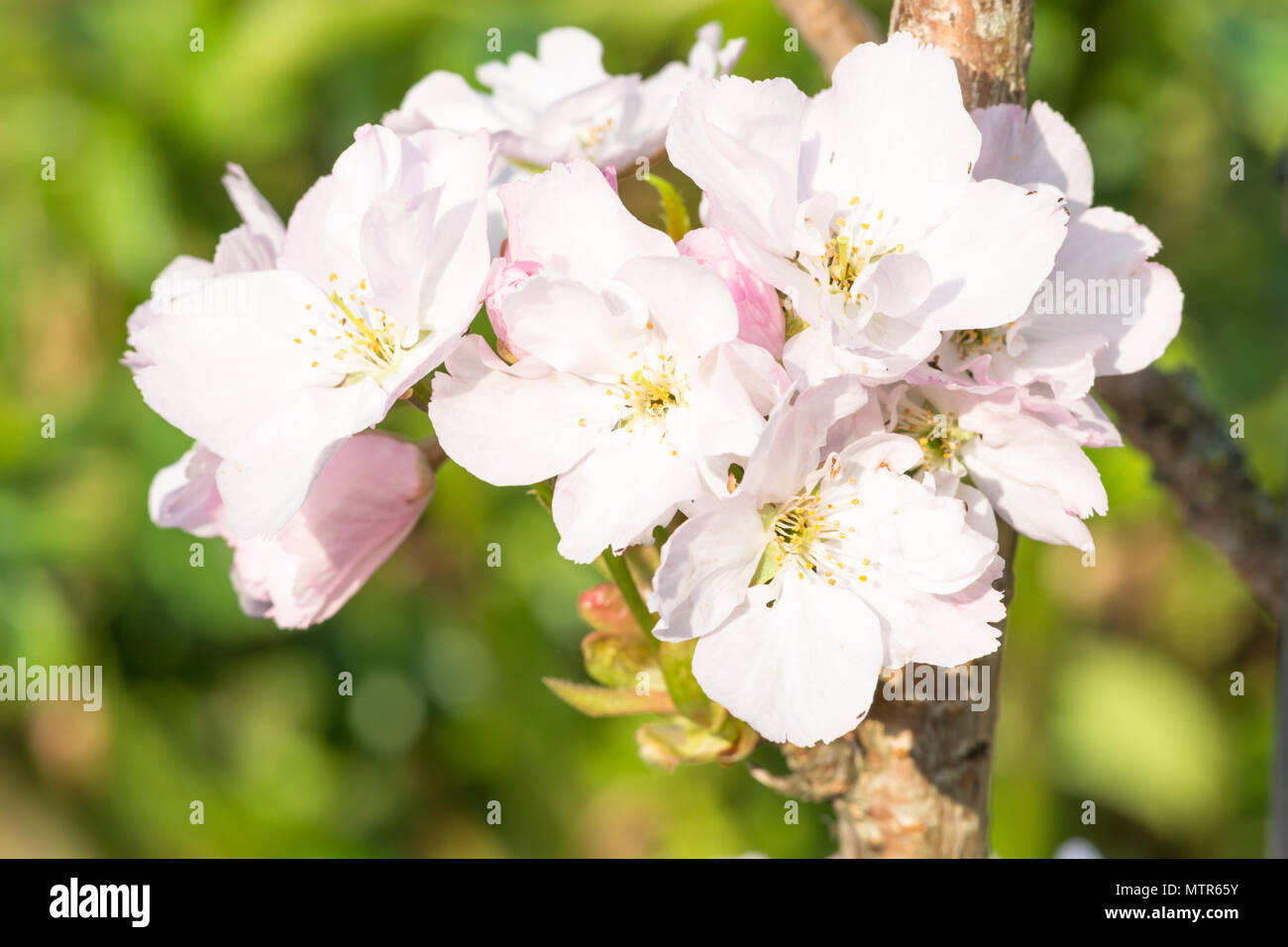 Prunus amanogawa cherry hi-res stock photography and images - Alamy