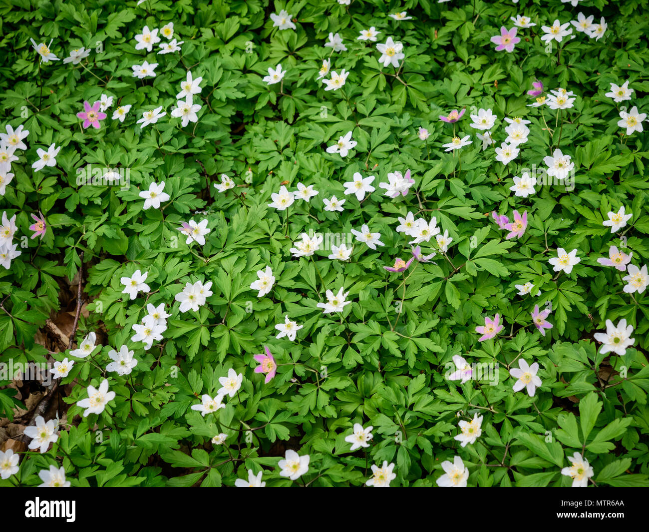 Forest bed with plenty of new anemones, Als in Denmark Stock Photo - Alamy