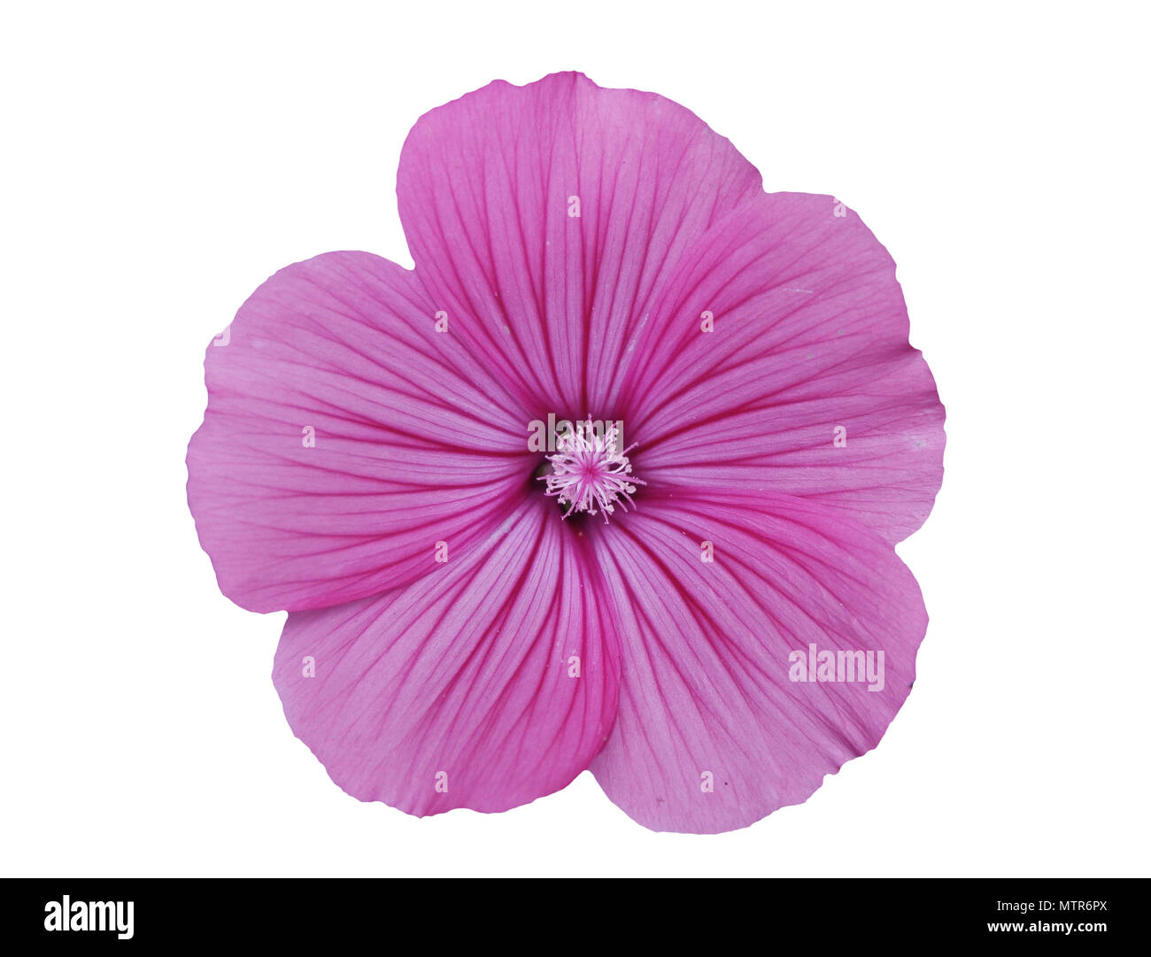 Flower of annual mallow isolated on white Stock Photo - Alamy