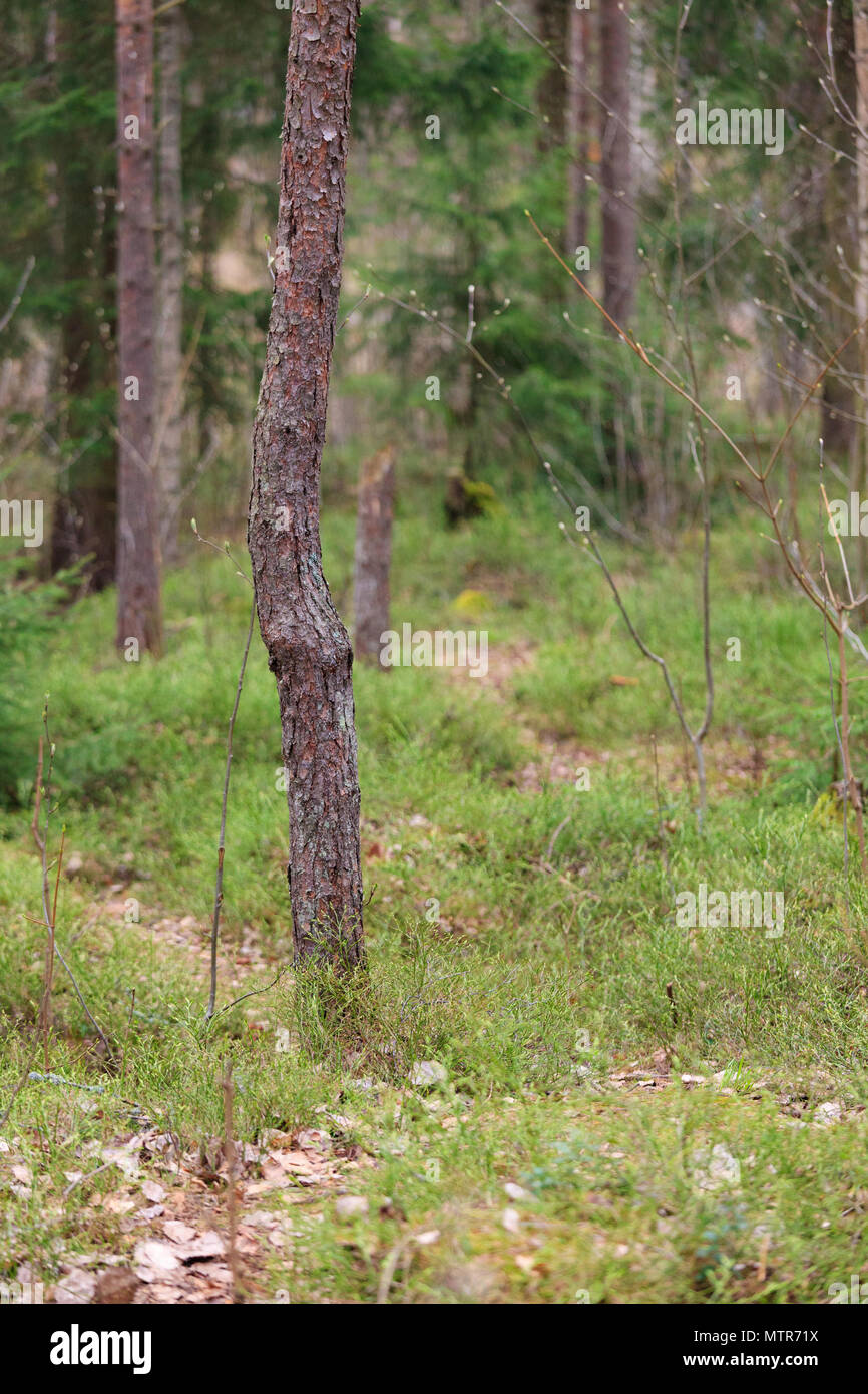 Twig small hi-res stock photography and images - Alamy