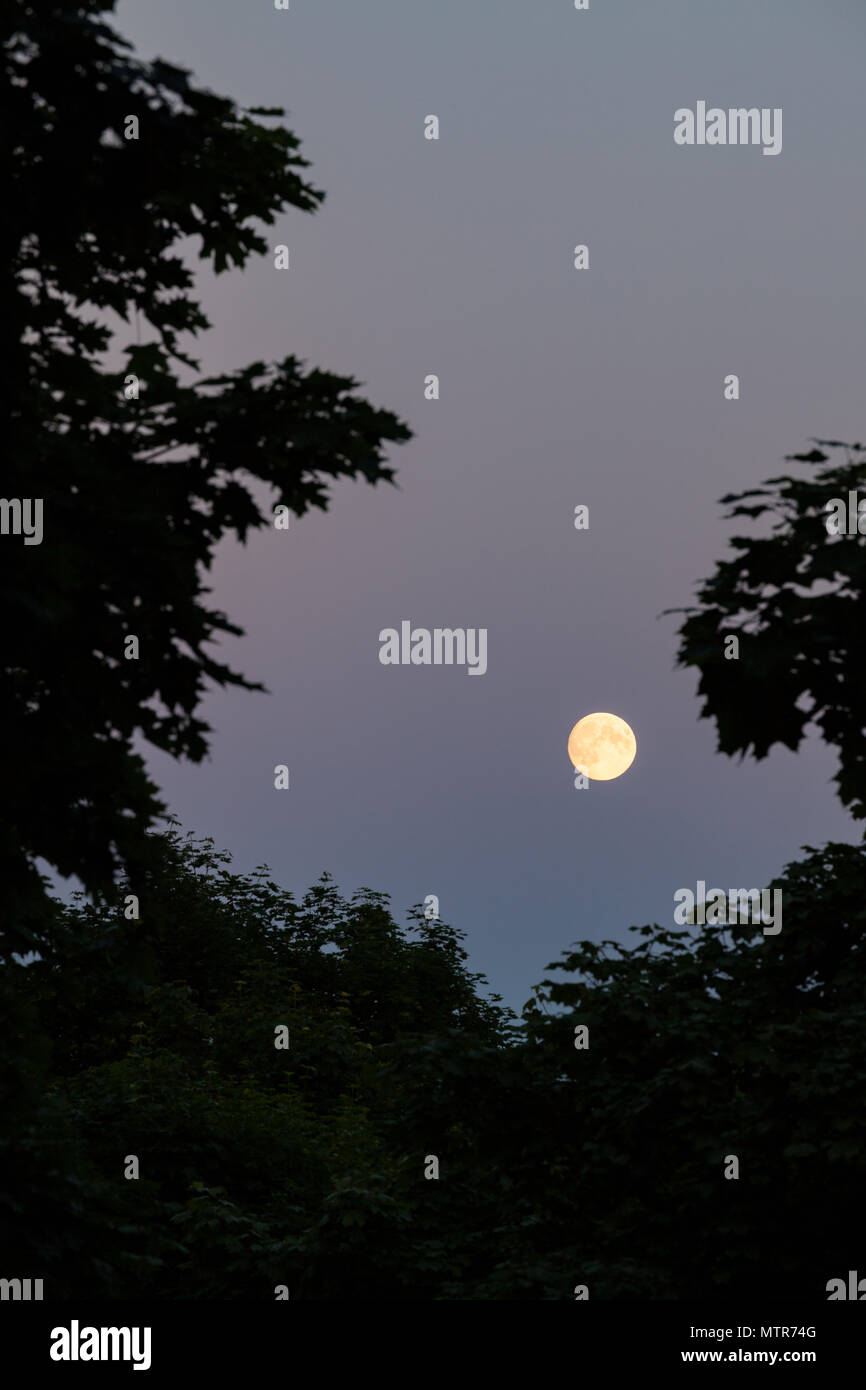 Between treetops hi-res stock photography and images - Alamy