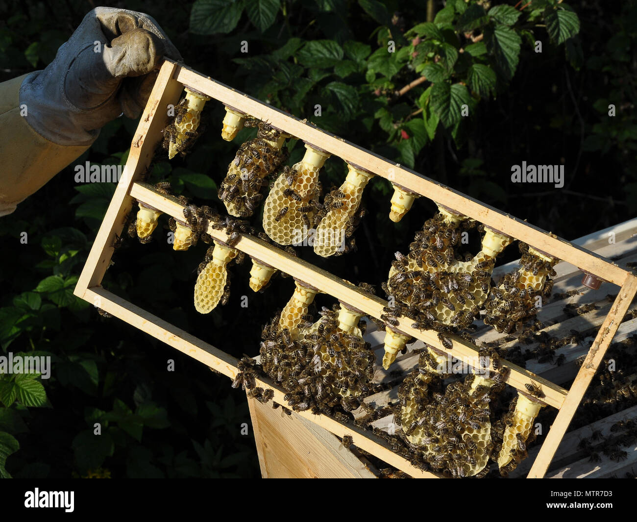 Honeycomb with beehive and beekeeper Stock Photo - Alamy