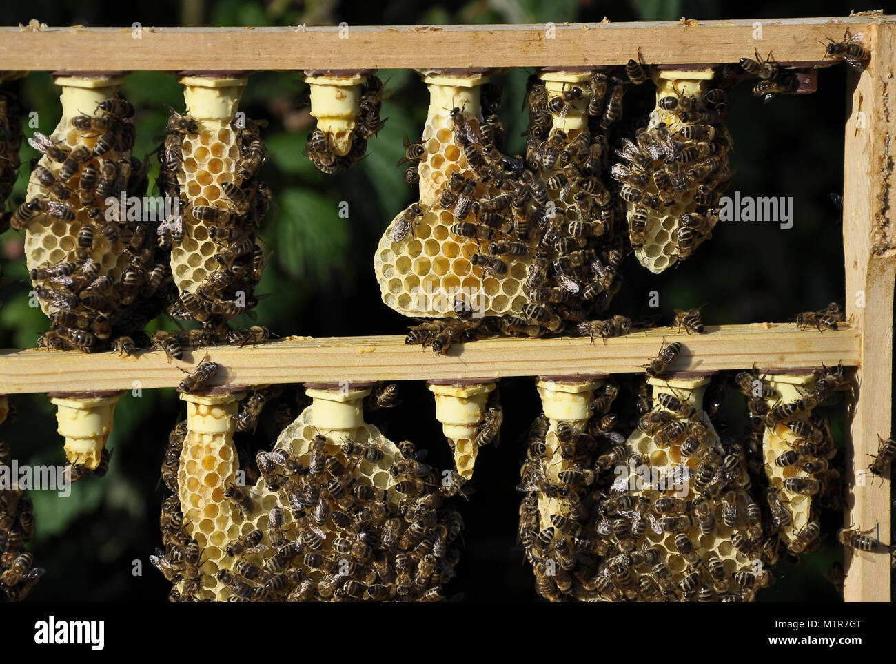 Rearing cell hi-res stock photography and images - Alamy