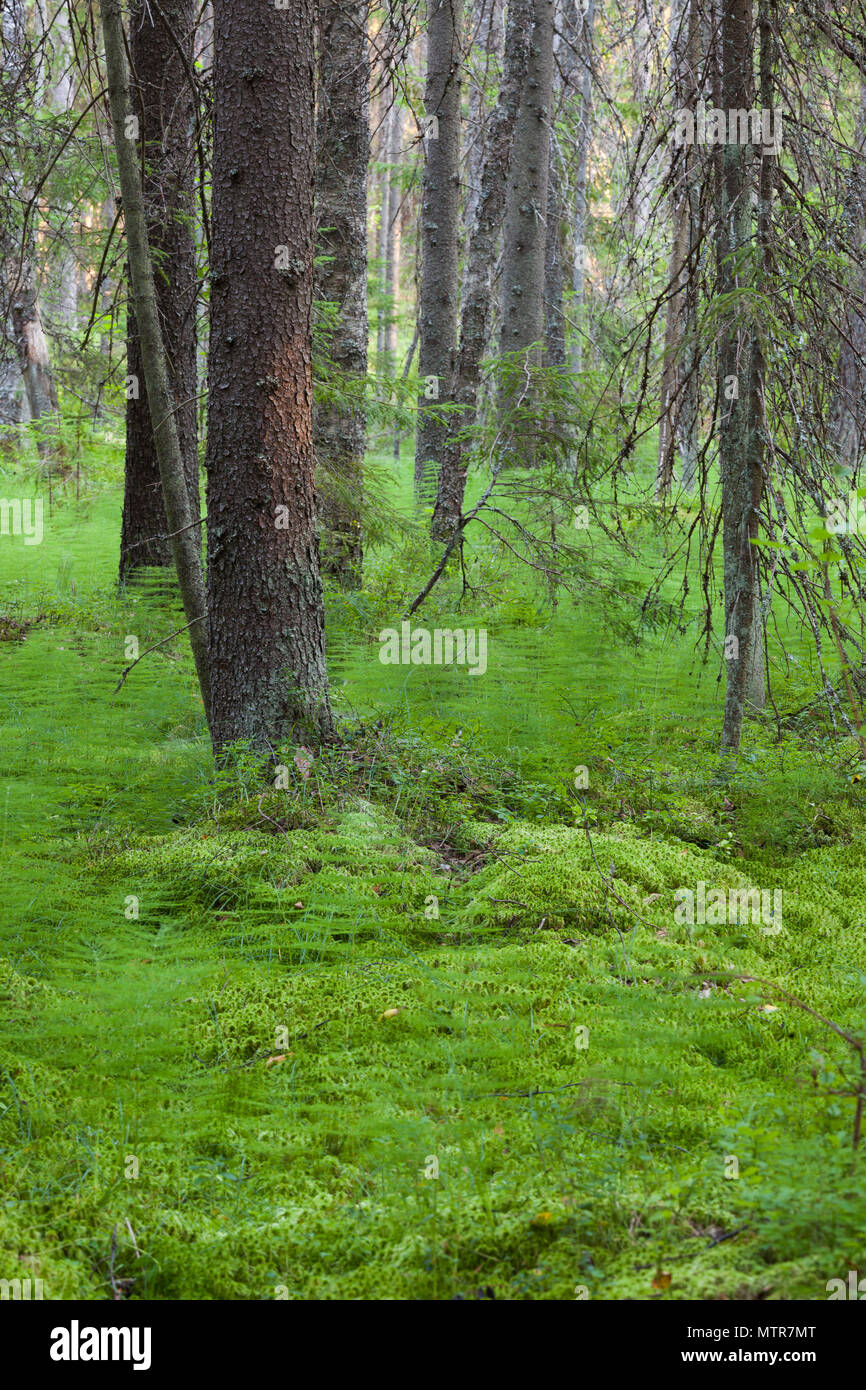 Forest in Finland at summer Stock Photo - Alamy