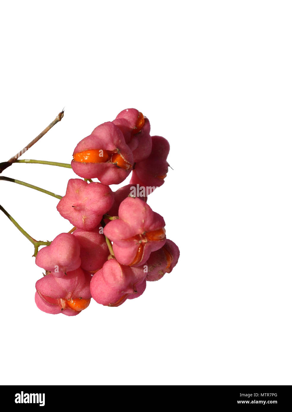 Spindle euonymus Cut Out Stock Images & Pictures - Alamy