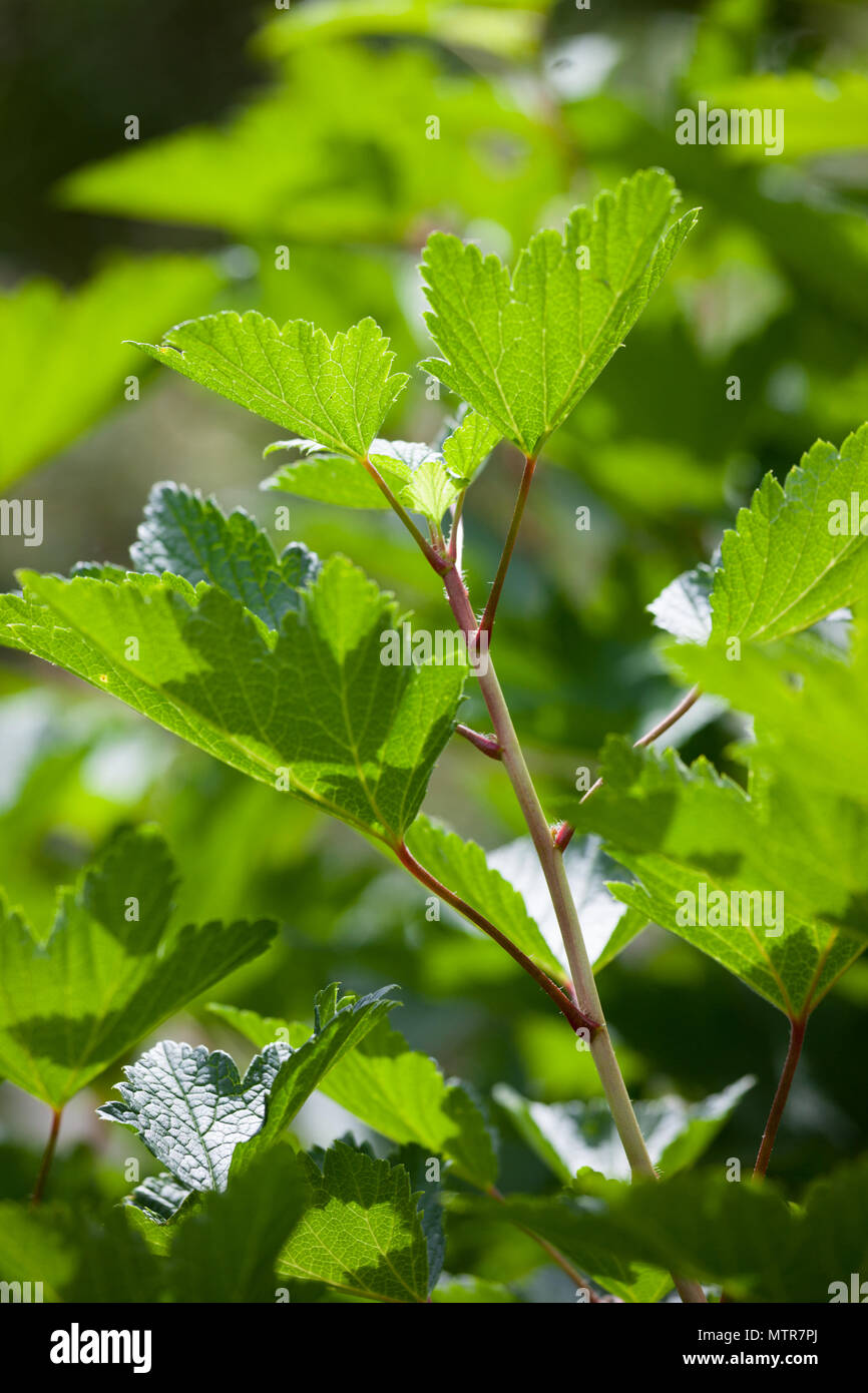 Red currant leaves hi-res stock photography and images - Alamy