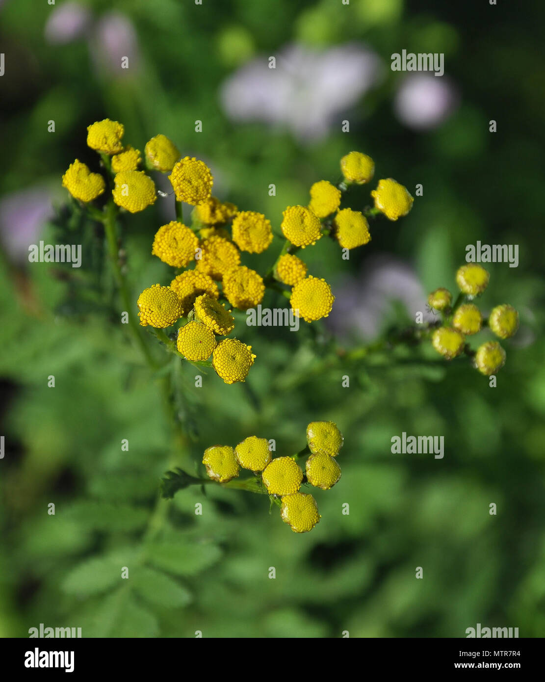 Tansy in garden bed Stock Photo - Alamy