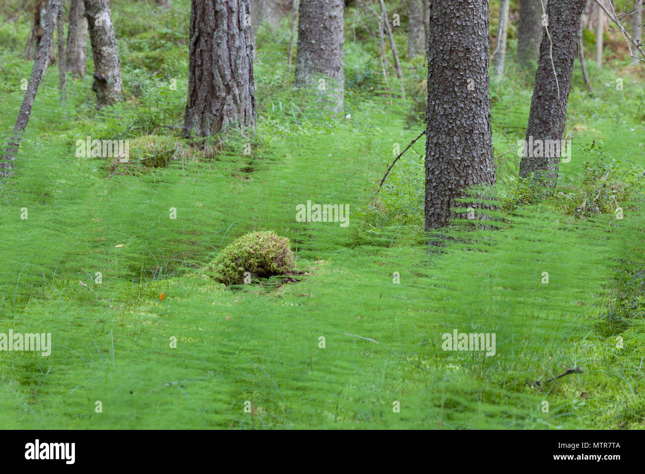 Forest in Finland at summer Stock Photo - Alamy
