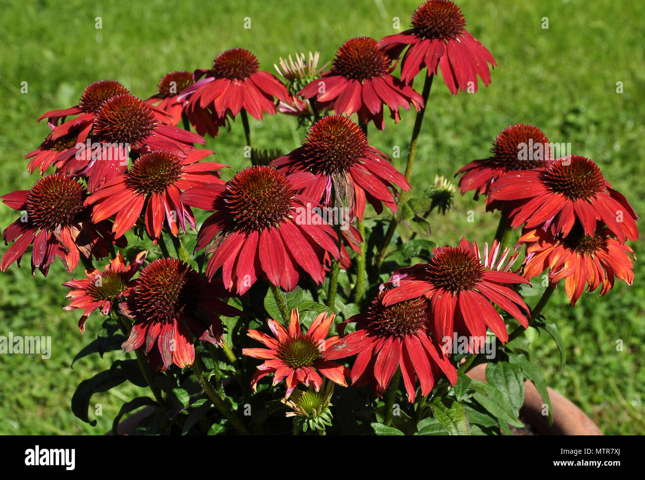 Red coneflower on green background Stock Photo - Alamy