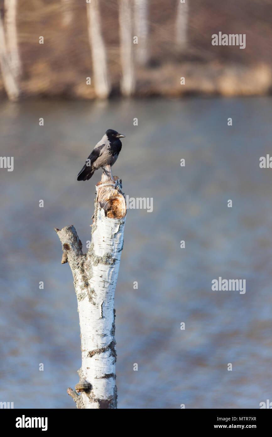 Hooded crow sitting on top of tree Stock Photo - Alamy
