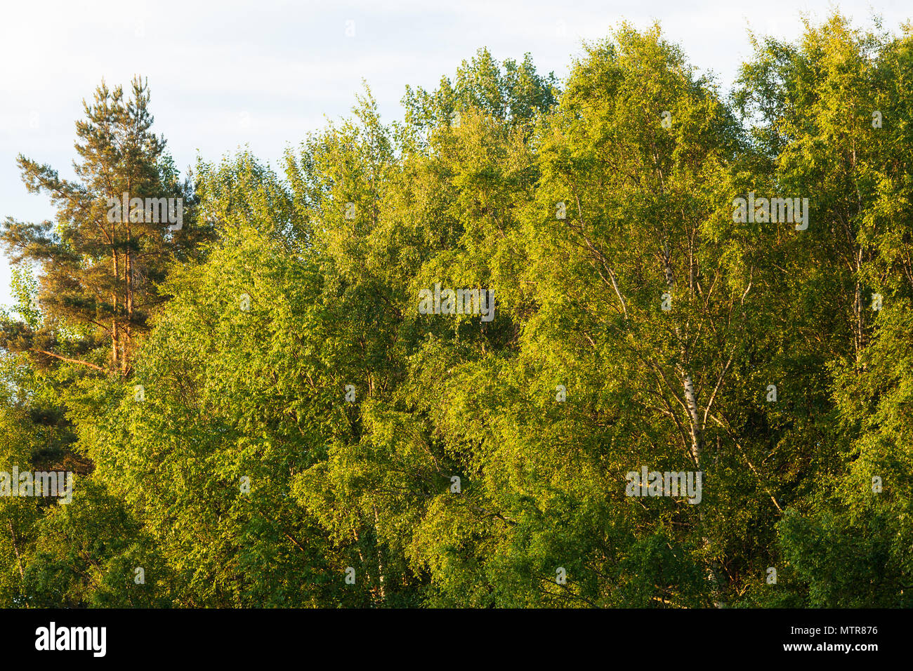 Beautiful summer scene birch hi-res stock photography and images - Alamy