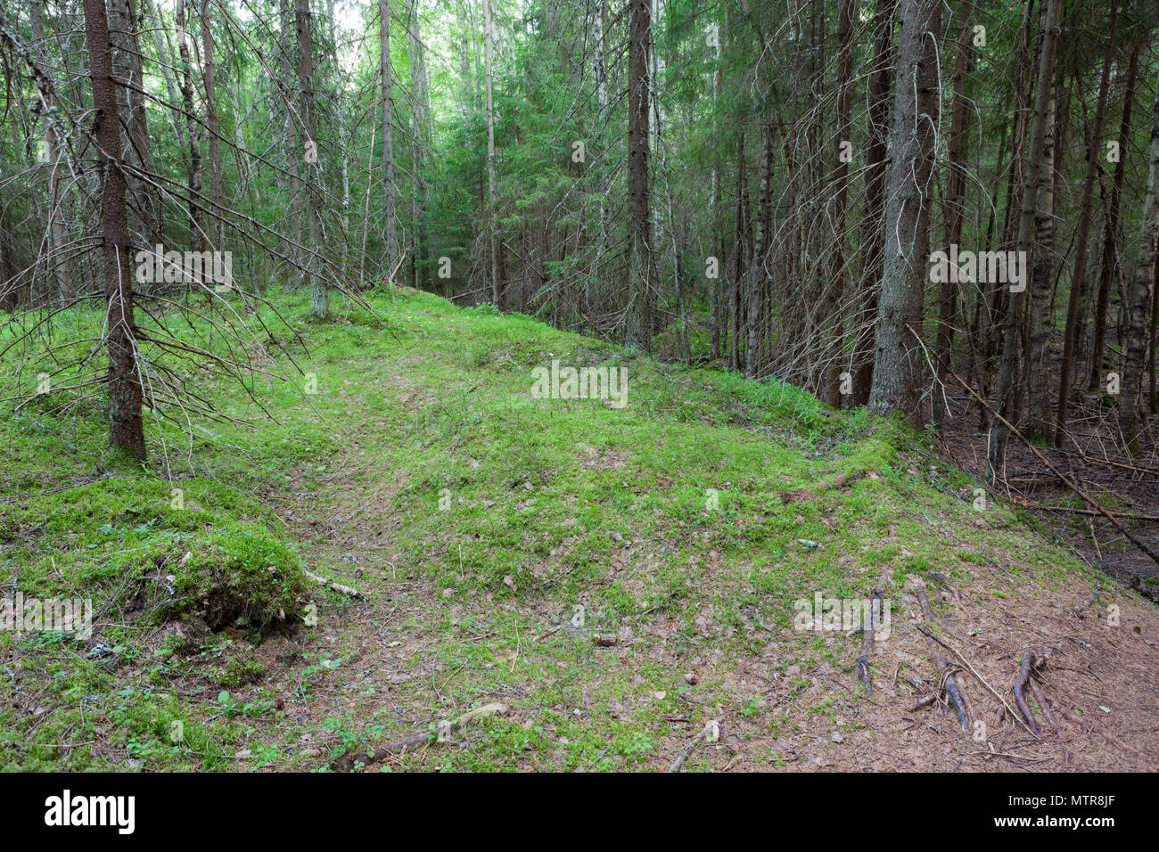 Spruce trees finland hi-res stock photography and images - Alamy