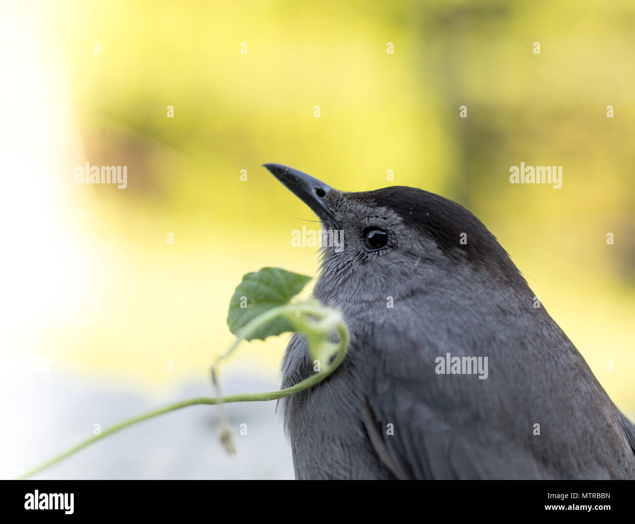 Black catbird hi-res stock photography and images - Alamy