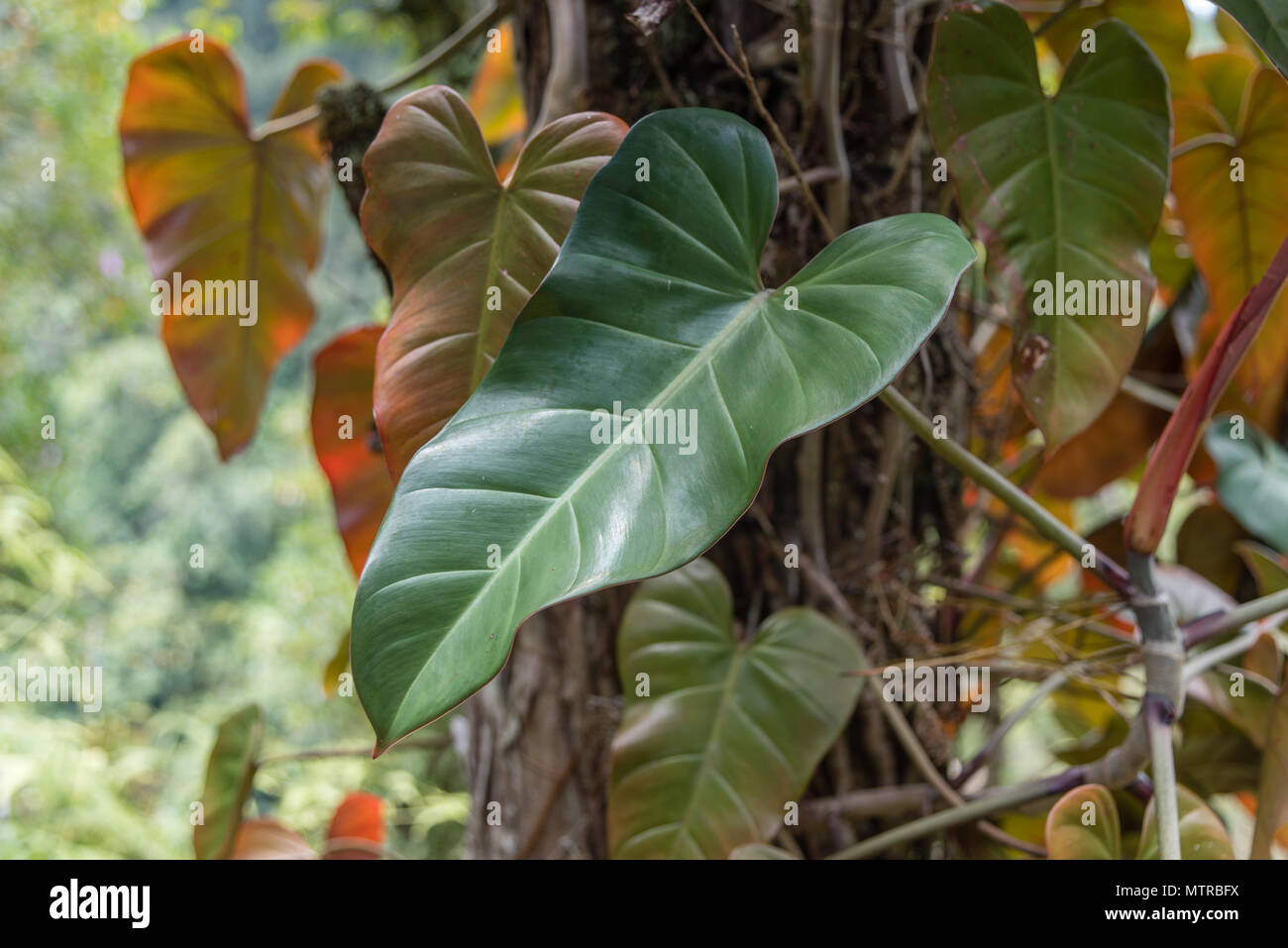 Tropical vines hi-res stock photography and images - Alamy