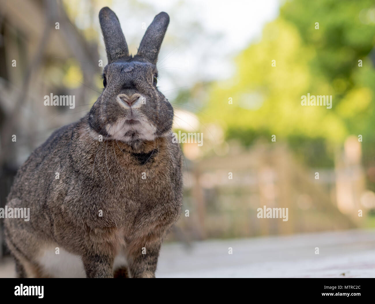Bunny mouth hi-res stock photography and images - Alamy