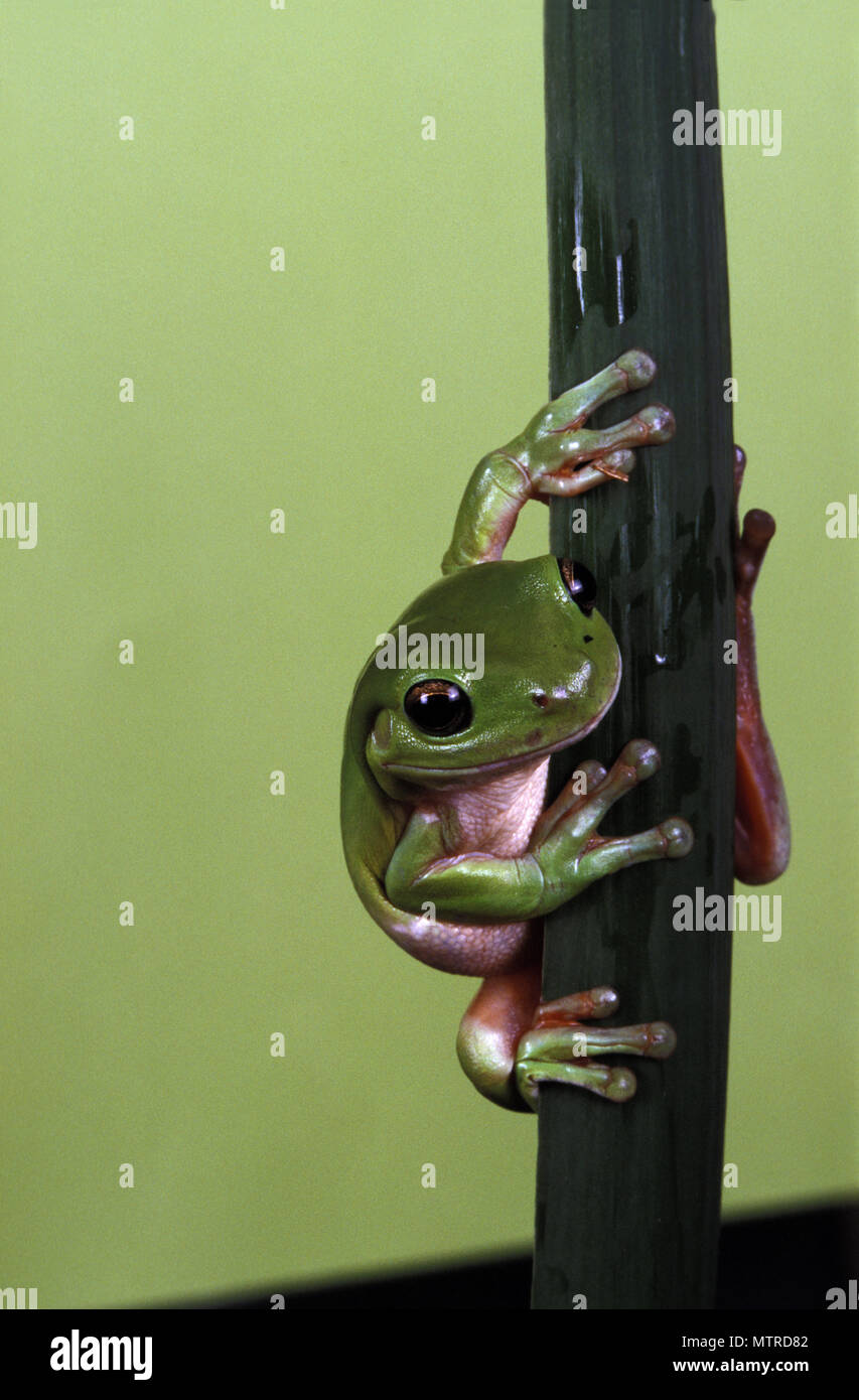 Green tree frog hi-res stock photography and images - Alamy