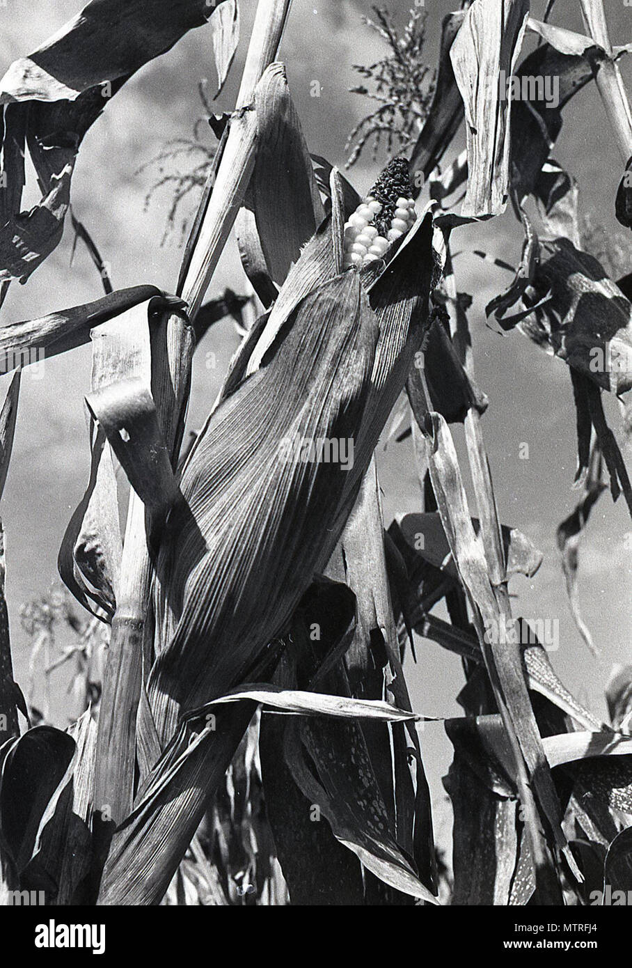 Army air crops hi-res stock photography and images - Alamy