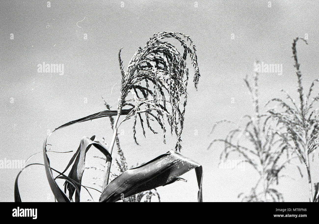 Army air crops hi-res stock photography and images - Alamy