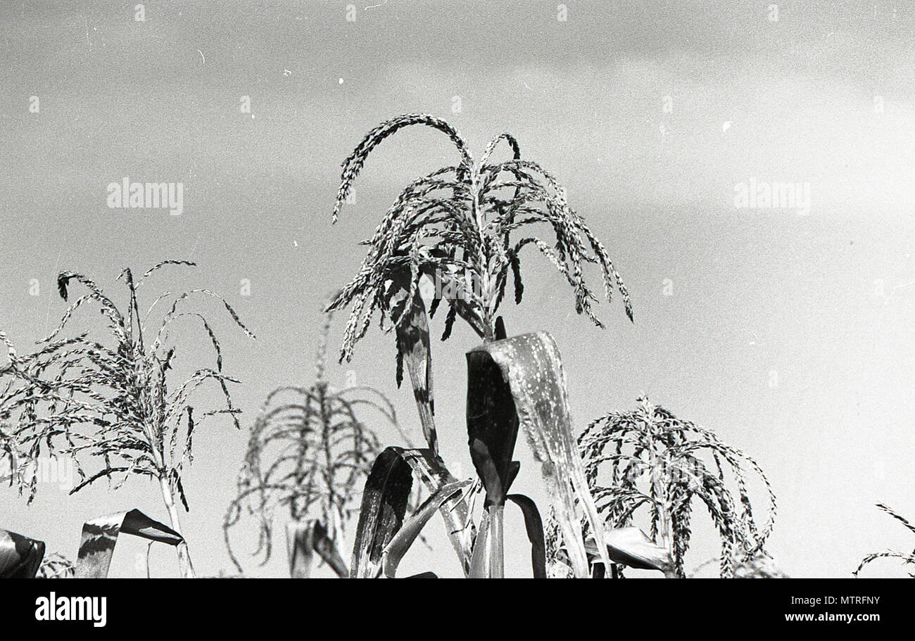 United states army air crops hi-res stock photography and images - Alamy