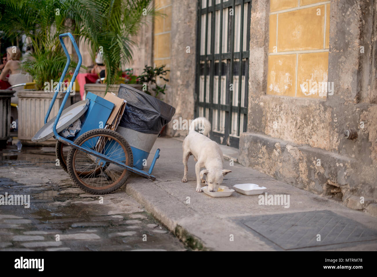 Cubano dog hi-res stock photography and images - Alamy