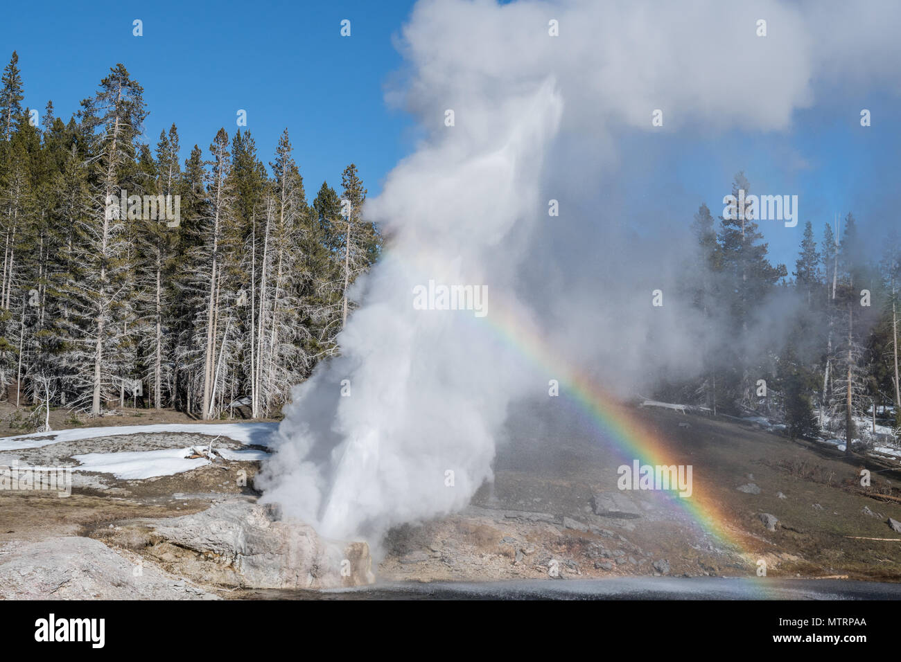 Riverside Geyser erupting with a rainbow in Yellowstone National Park ...