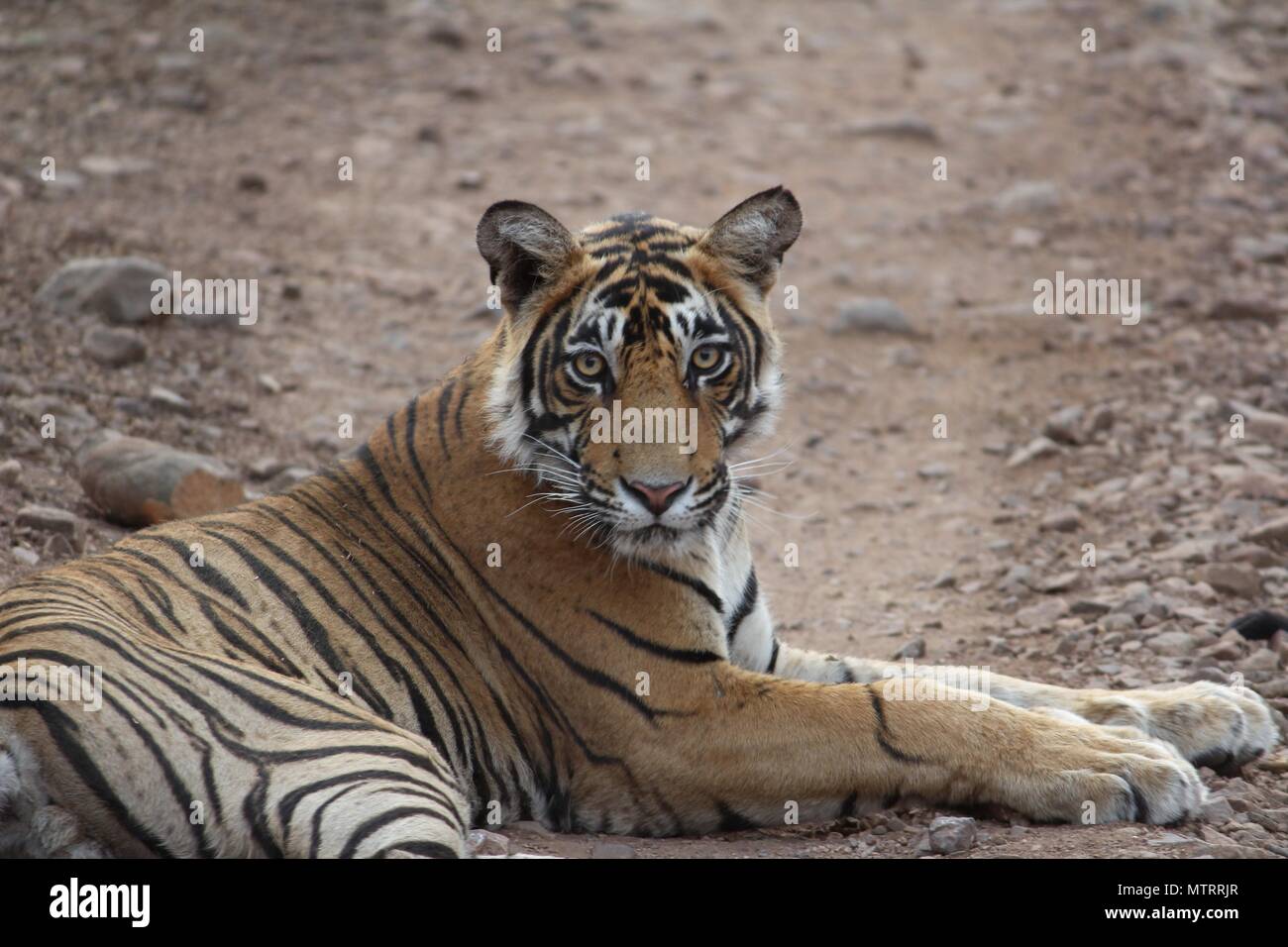 Royal look hi-res stock photography and images - Alamy