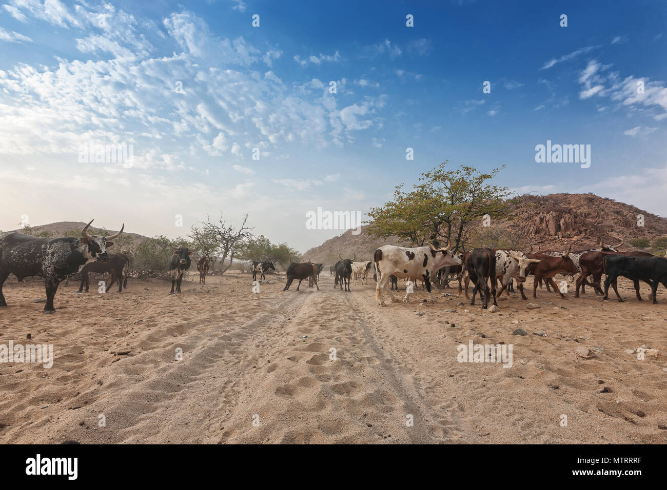 Cows and wild bull grazing in a remote area of the Cunene. Angola ...