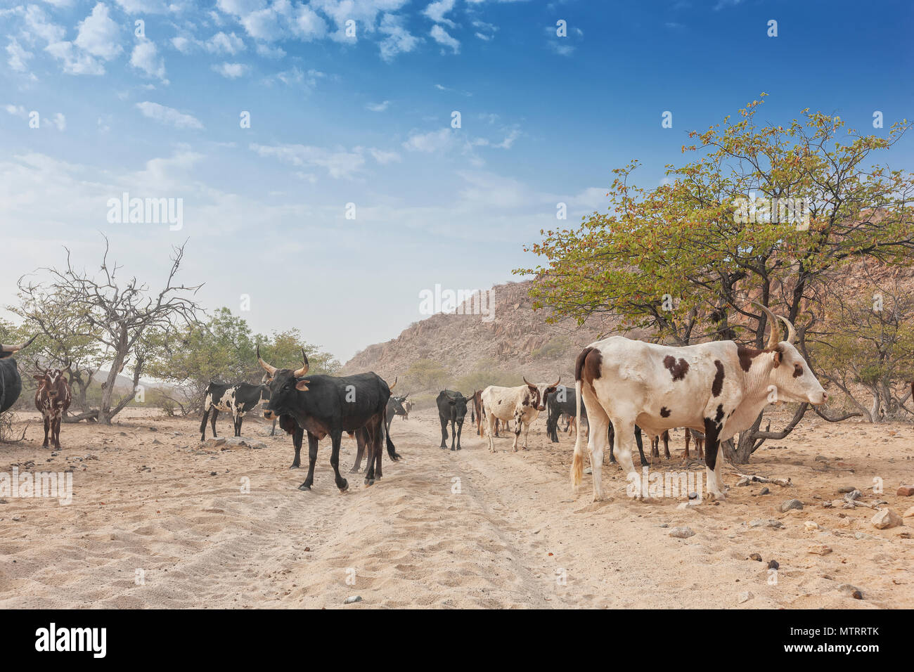 Cows and wild bull grazing in a remote area of the Cunene. Angola ...
