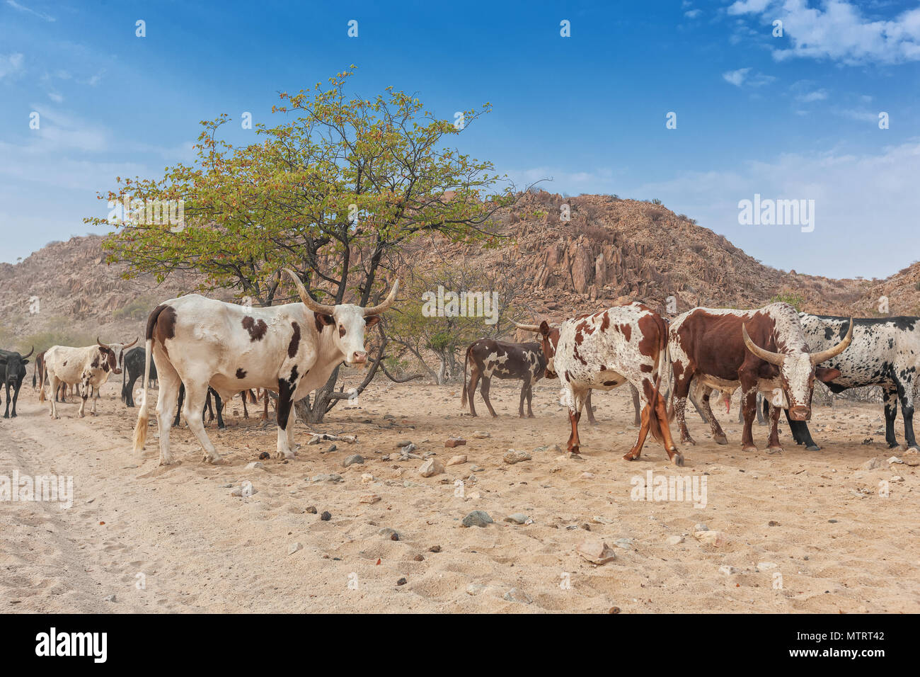 Cows and wild bull grazing in a remote area of the Cunene. Angola ...