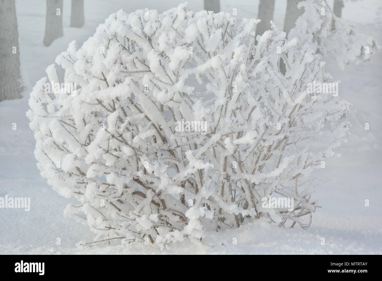 Frost bush hi-res stock photography and images - Alamy