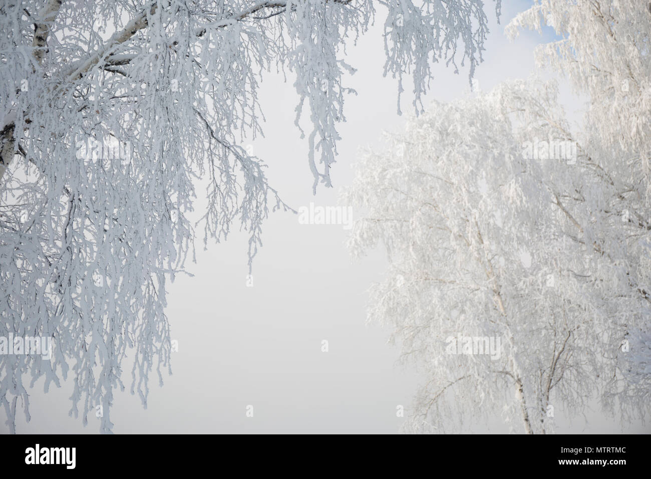 Snow on a trees. Frost branches on fog background Stock Photo - Alamy
