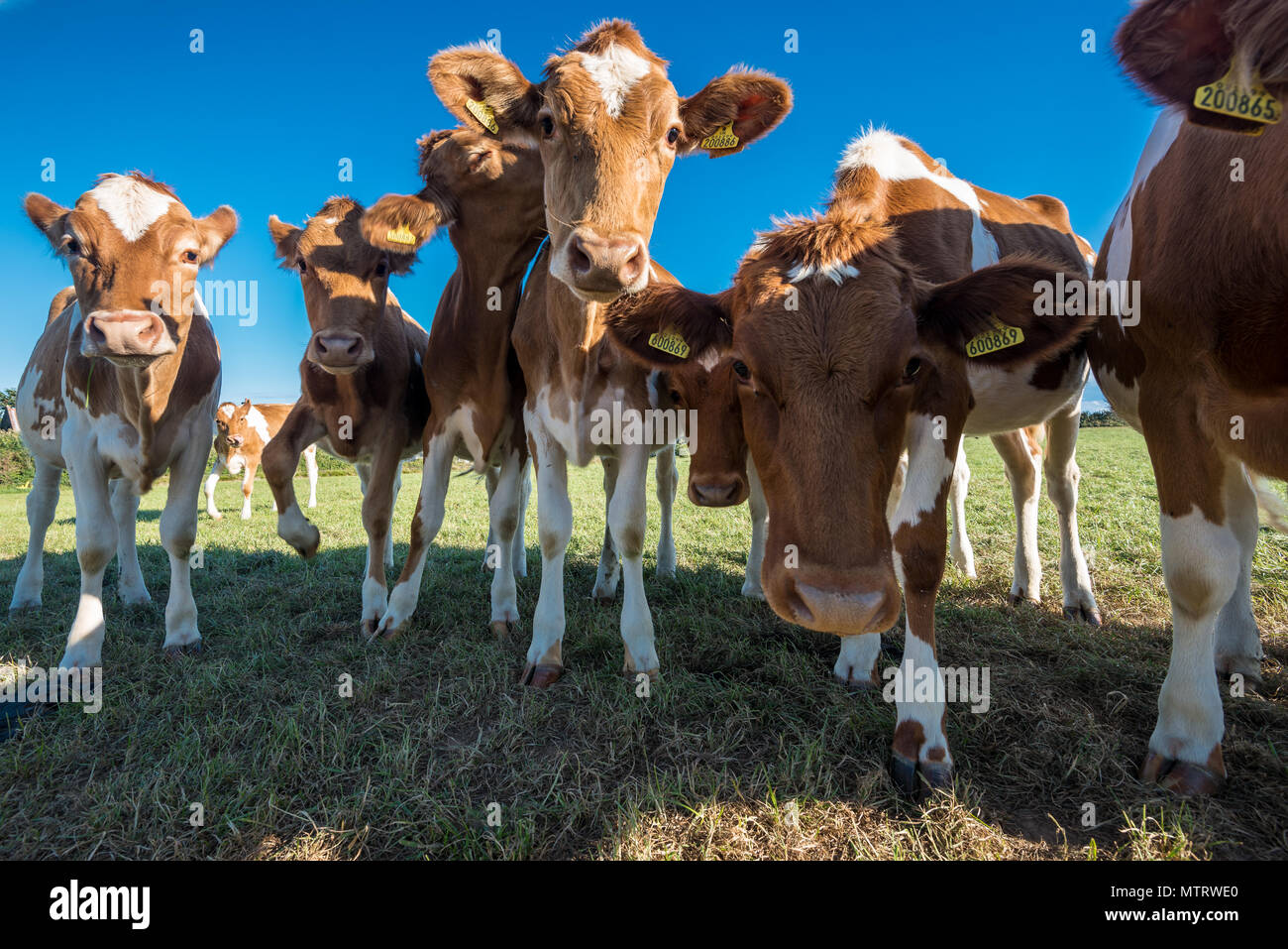 Young Guernsey cows in the field, Guernsey, Channel Islands, United ...