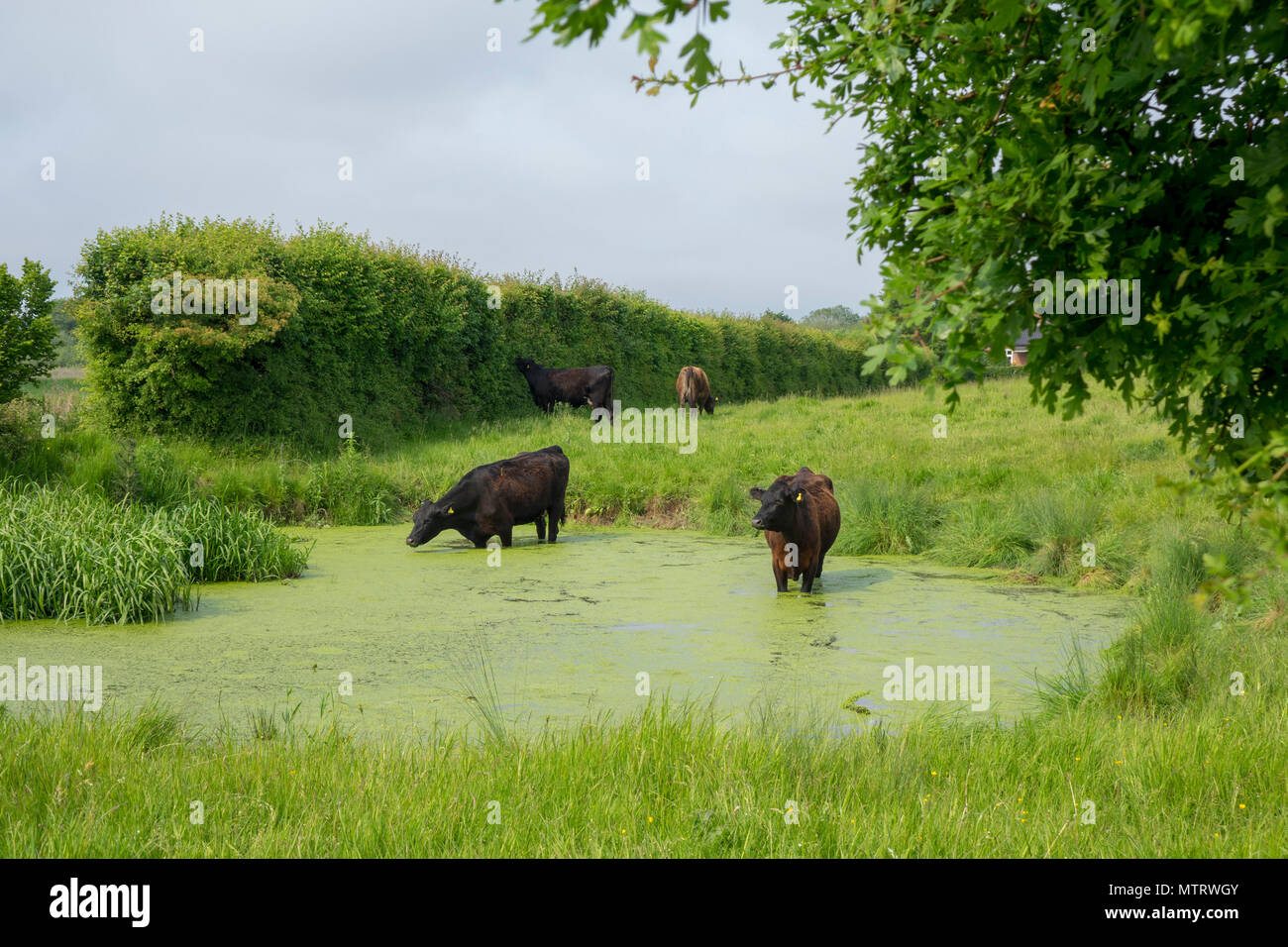 Field pond hi-res stock photography and images - Alamy