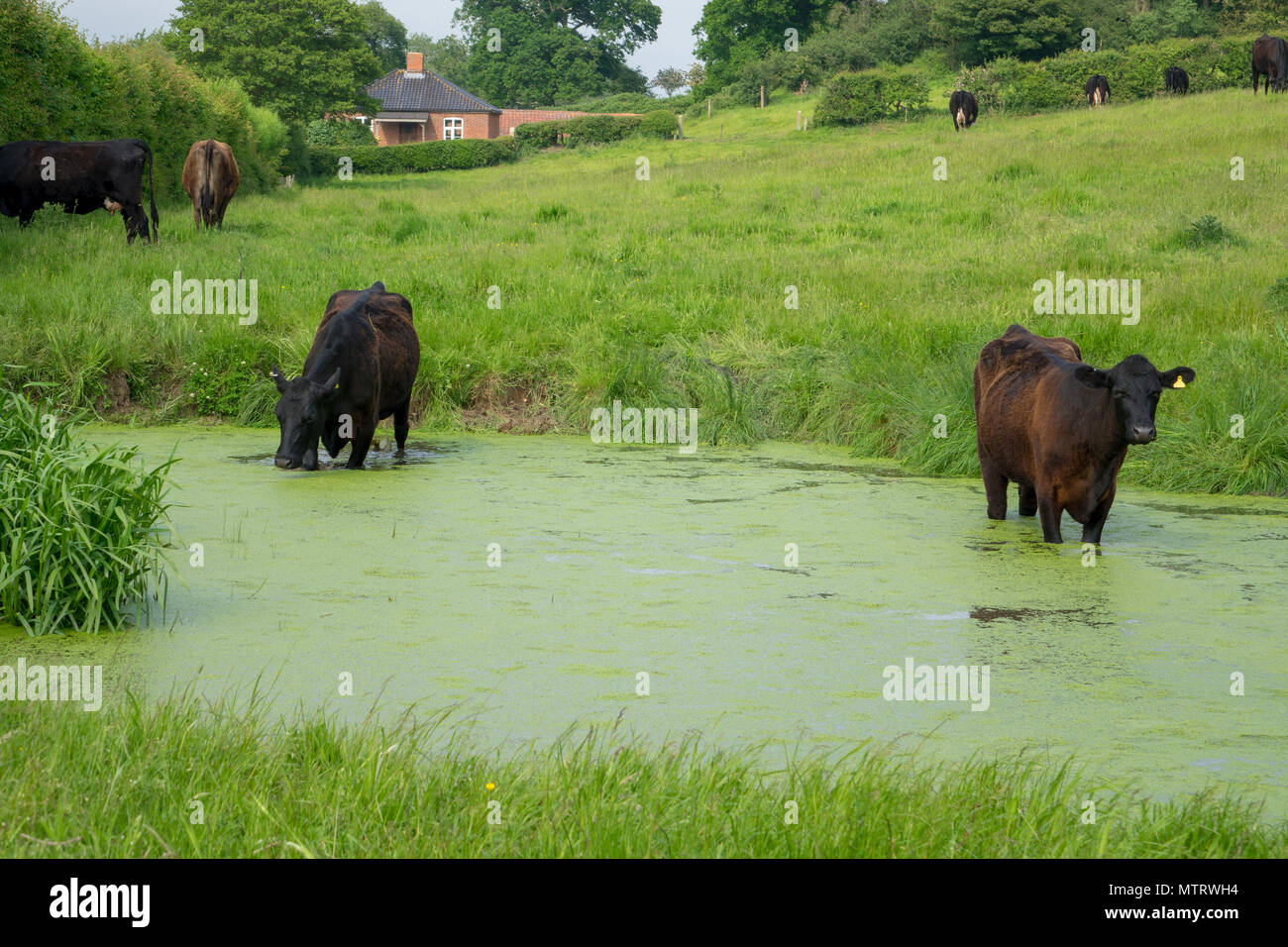 cows, field, pond, drinking, water, pond weed Stock Photo - Alamy