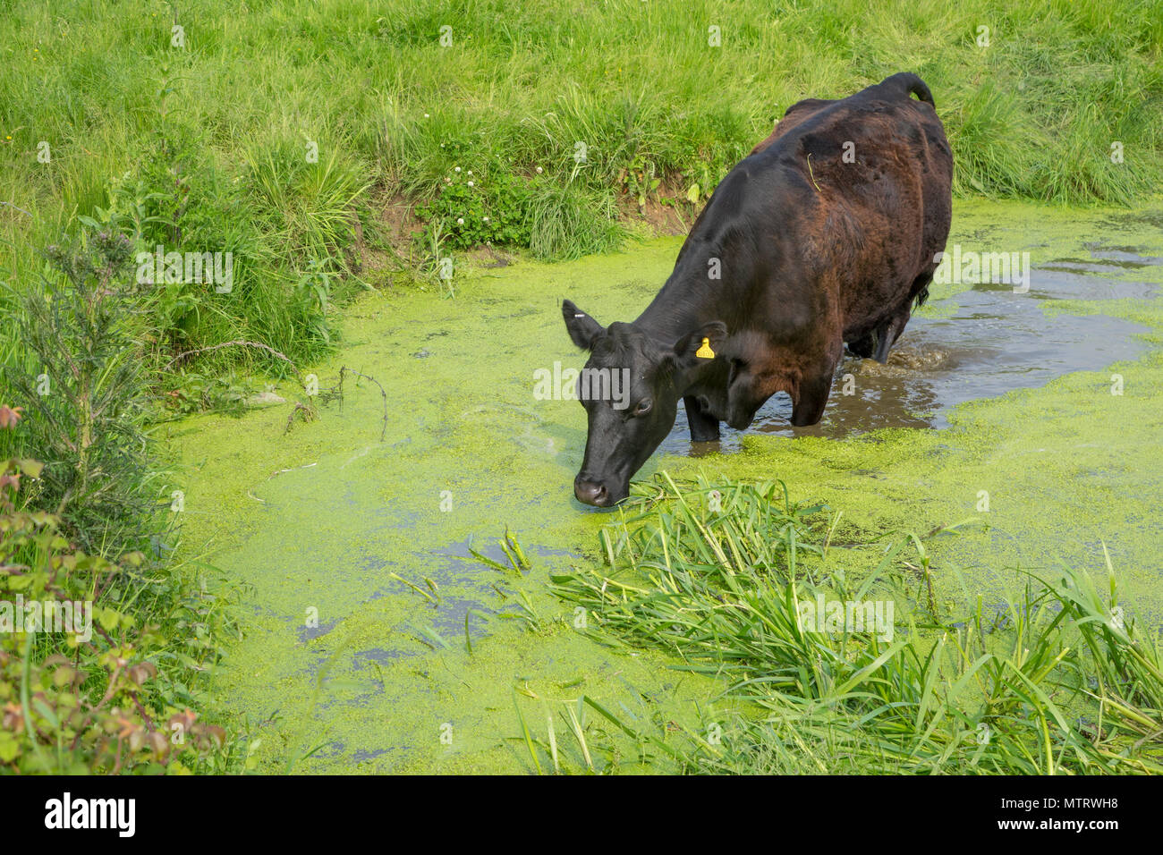 cows, field, pond, drinking, water, pond weed Stock Photo - Alamy