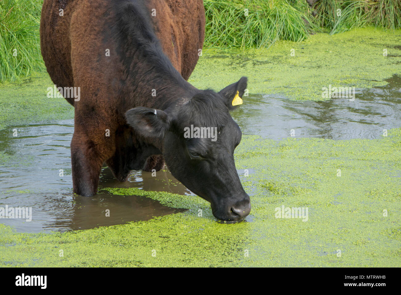 cows, field, pond, drinking, water, pond weed Stock Photo - Alamy