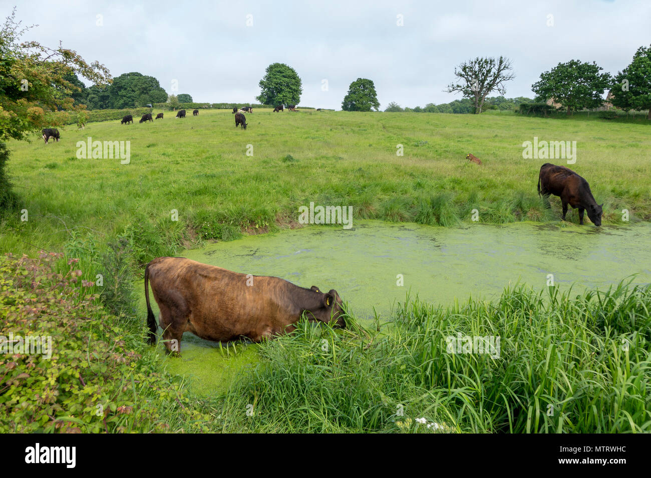 cows, field, pond, drinking, water, pond weed Stock Photo - Alamy