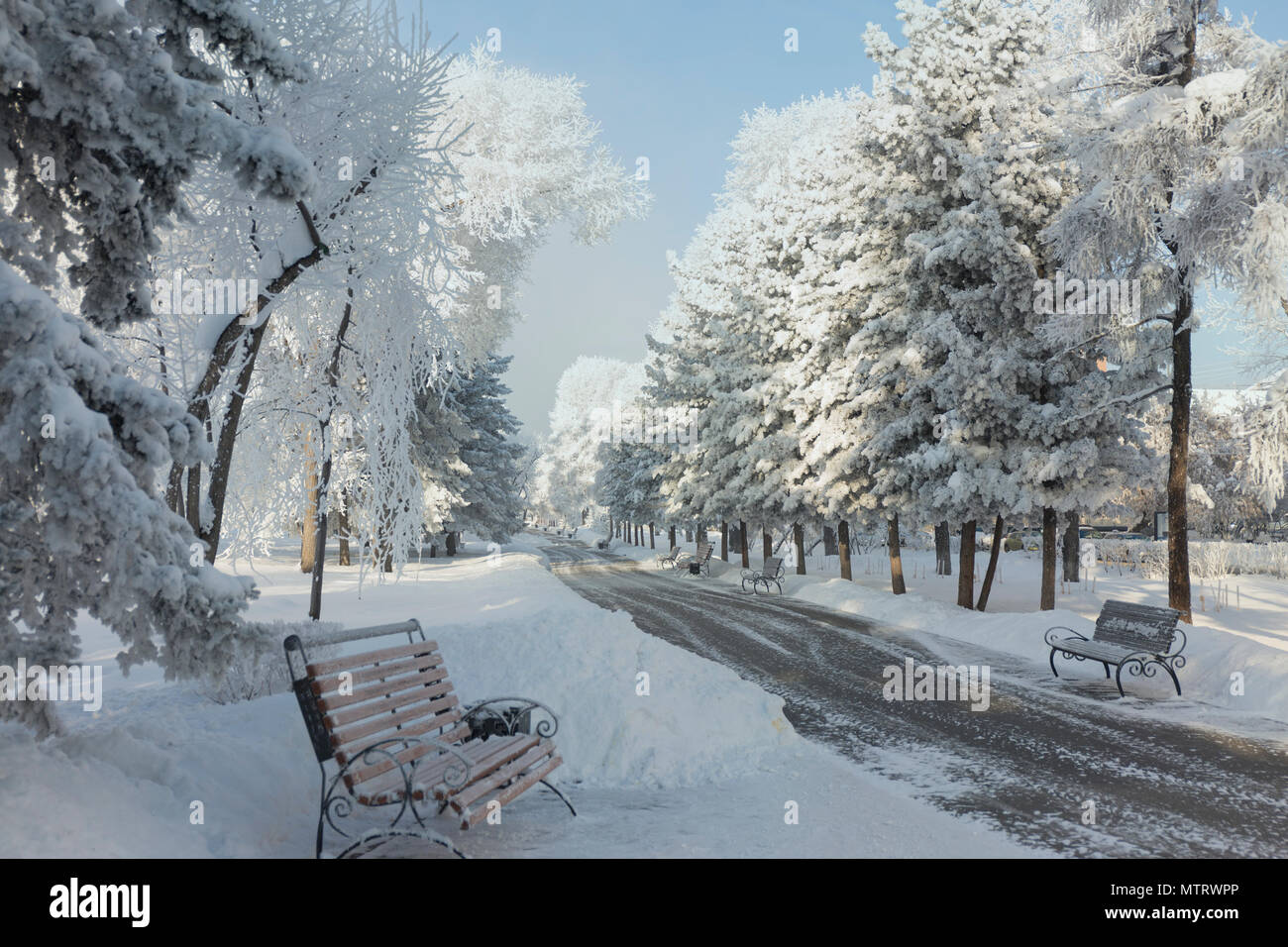 Winter trees covered snow. White frost bench in snowy park landscape ...