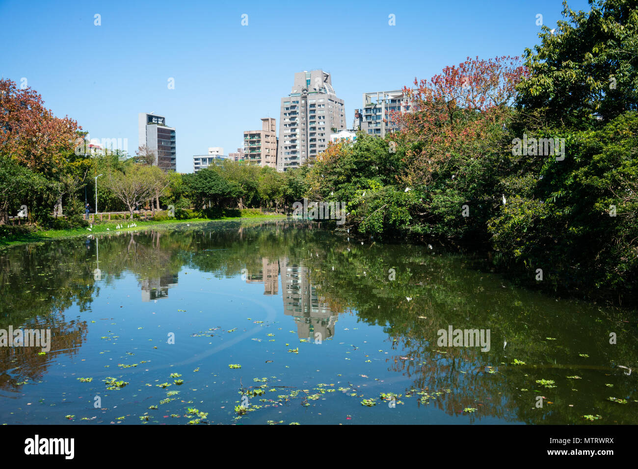 Scenic ecological pool in Daan forest park and buildings in background ...