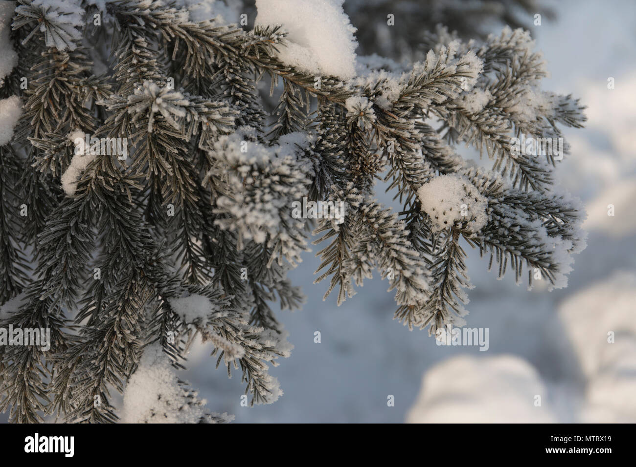 Snow-cowered fir branches. Winter blur background. Frost tree Stock ...